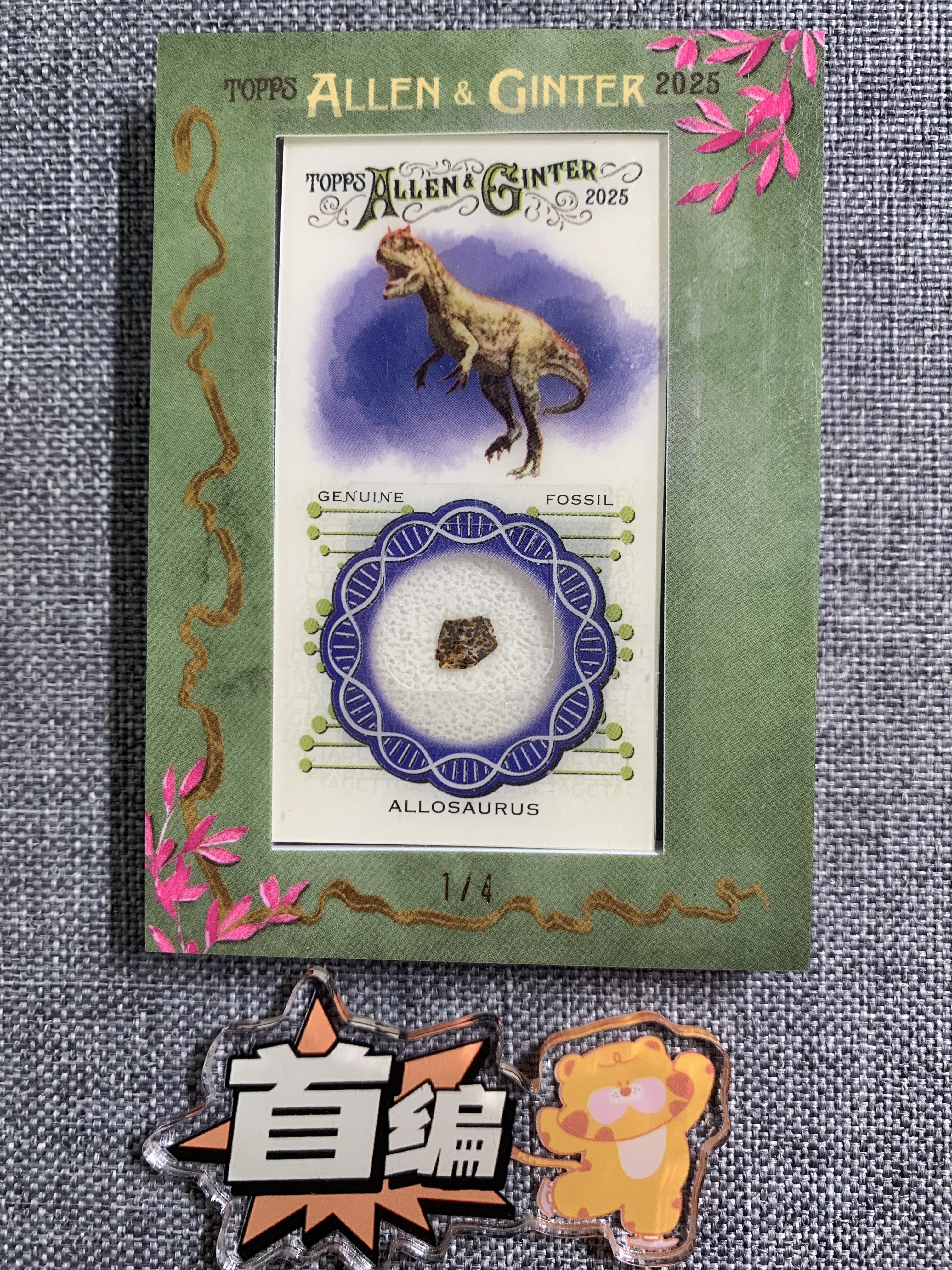 【MT拍卖】2025 Topps Allen & Ginter genuine animal fossil Allosaurus 异特龙 1/ ...